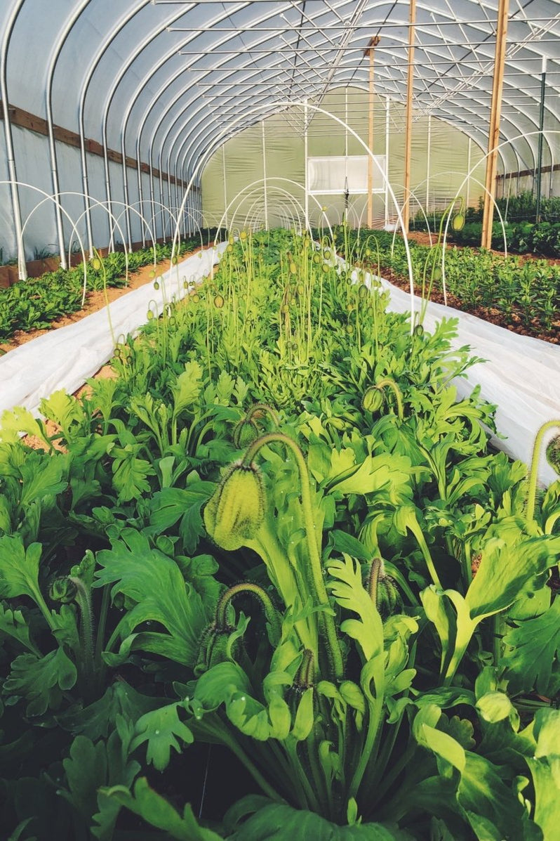 Row Cover Supports - 1/4" x 8' Bundle of 50 — Seven Springs Farm Supply